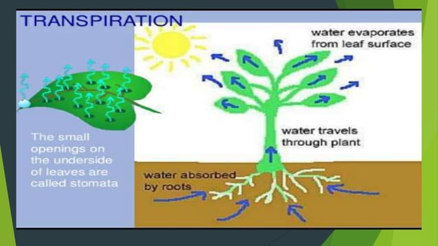 Water and solute transport in plant ppt | PPTX | Biological Sciences ...
