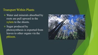 Water and solute transport in plant ppt | PPTX | Biological Sciences ...