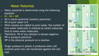 Water and solute transport in plant ppt | PPTX