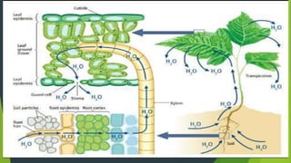 Water and solute transport in plant ppt