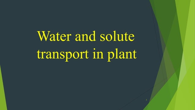 Water and solute transport in plant ppt