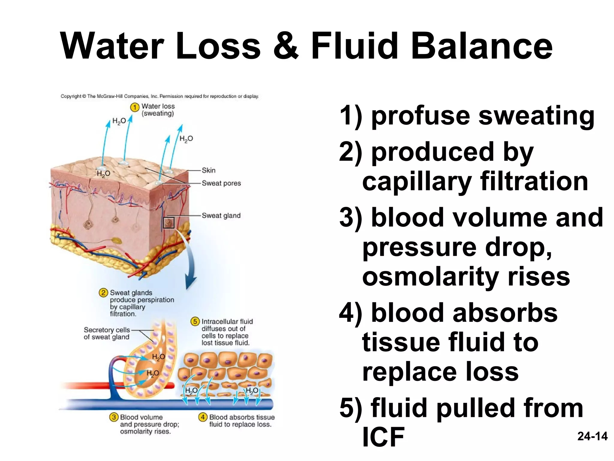 Water, Electrolyte, And Acid-Base Balance | PPT