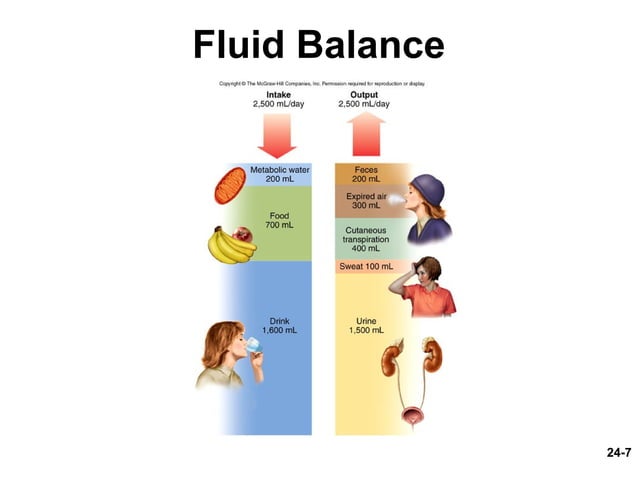 Water, Electrolyte, And Acid-Base Balance | PPT