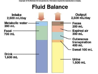 Water balance ppt | PPTX