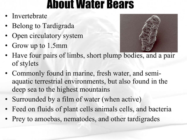 Water Bears | PPT | Chemistry | Science