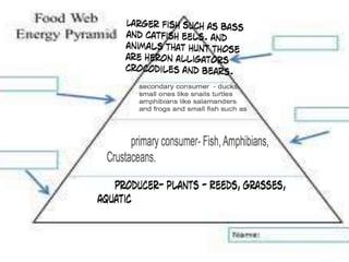 Freshwater Biome Energy Pyramid