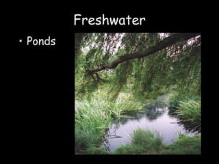 Water Biomes | PPT