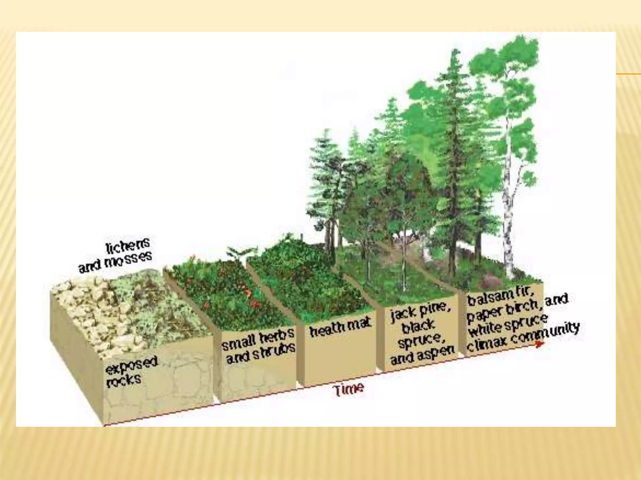 Water biomes and succession | PPT