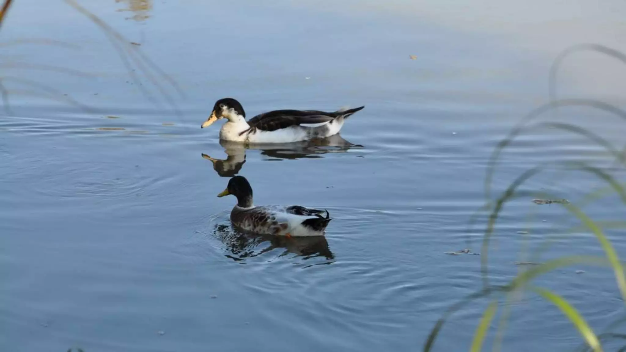 Water birds 1 | PPTX