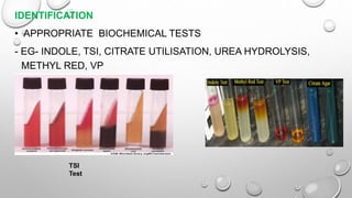 Water borne diseases.pptx