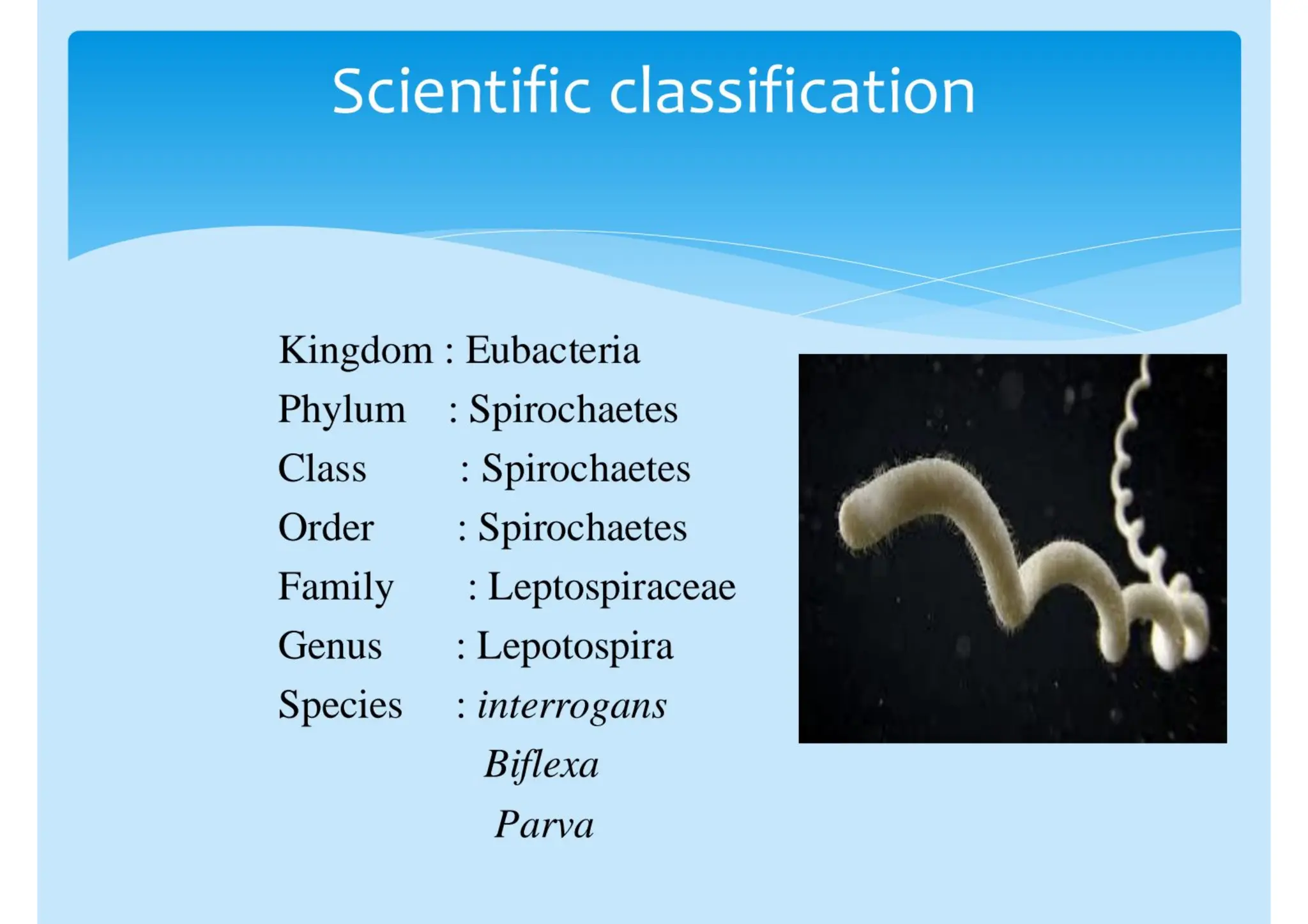 Water borne Pathogen-Leptospira and their disease cycle.pdf