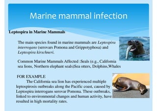 Water borne Pathogen-Leptospira and their disease cycle.pdf