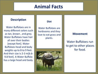 Water Buffalo and thier characteristics .ppt