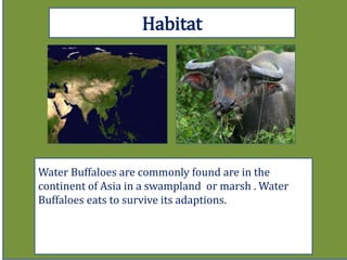 Water Buffalo and thier characteristics .ppt