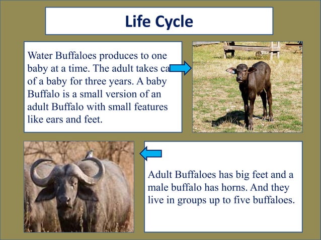 Water Buffalo and thier characteristics .ppt