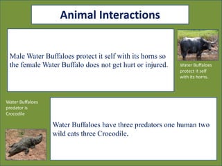 Water Buffalo and thier characteristics .ppt