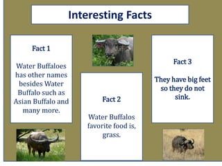 Water Buffalo and thier characteristics .ppt