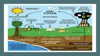 water, carbon and nitrogen cycle.....pptx