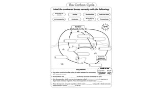 water, carbon and nitrogen cycle.....pptx