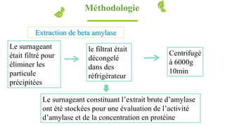 extraction of enzyme B amylase from plant arbus precatarius