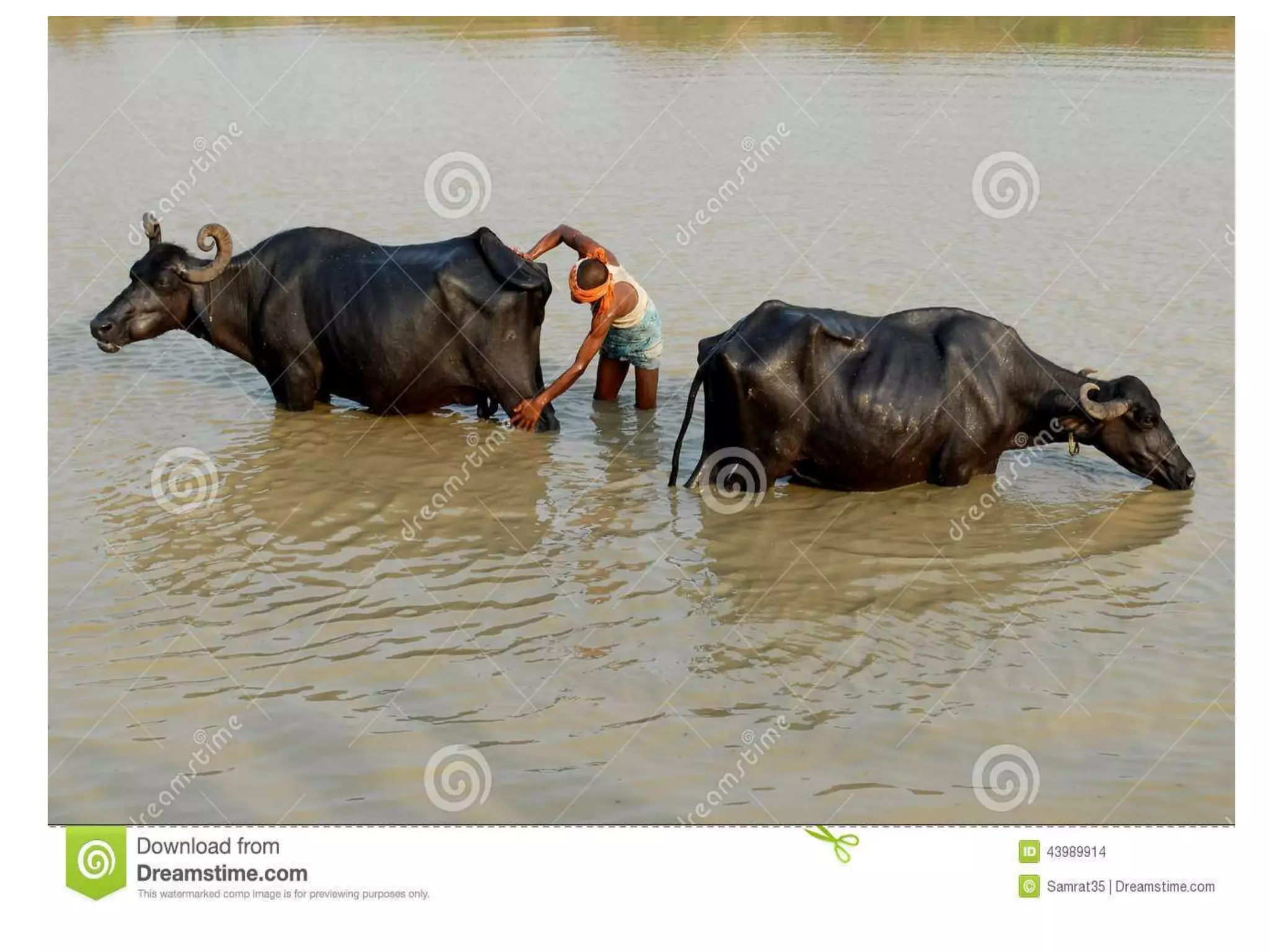 Water consumption pattern | PPTX