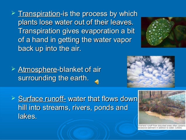 Transpiration Definition Water Cycle