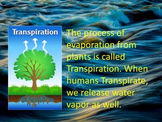 Water cycle | PPTX