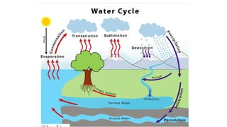 Earth’s Water Cycle: Evaporation to Rain | PPT