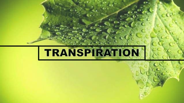 water cycle demo.pptx