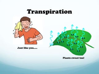 Water cycle power point | PPTX