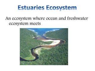 Water ecosystem | PPTX | Geography | Science