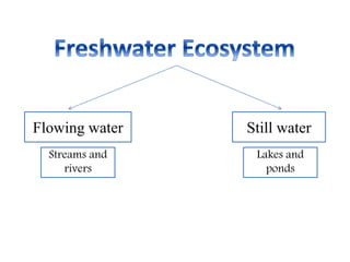 Water ecosystem | PPTX | Geography | Science
