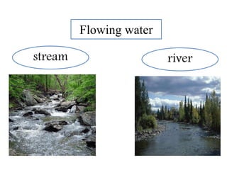 Water ecosystem | PPTX | Geography | Science