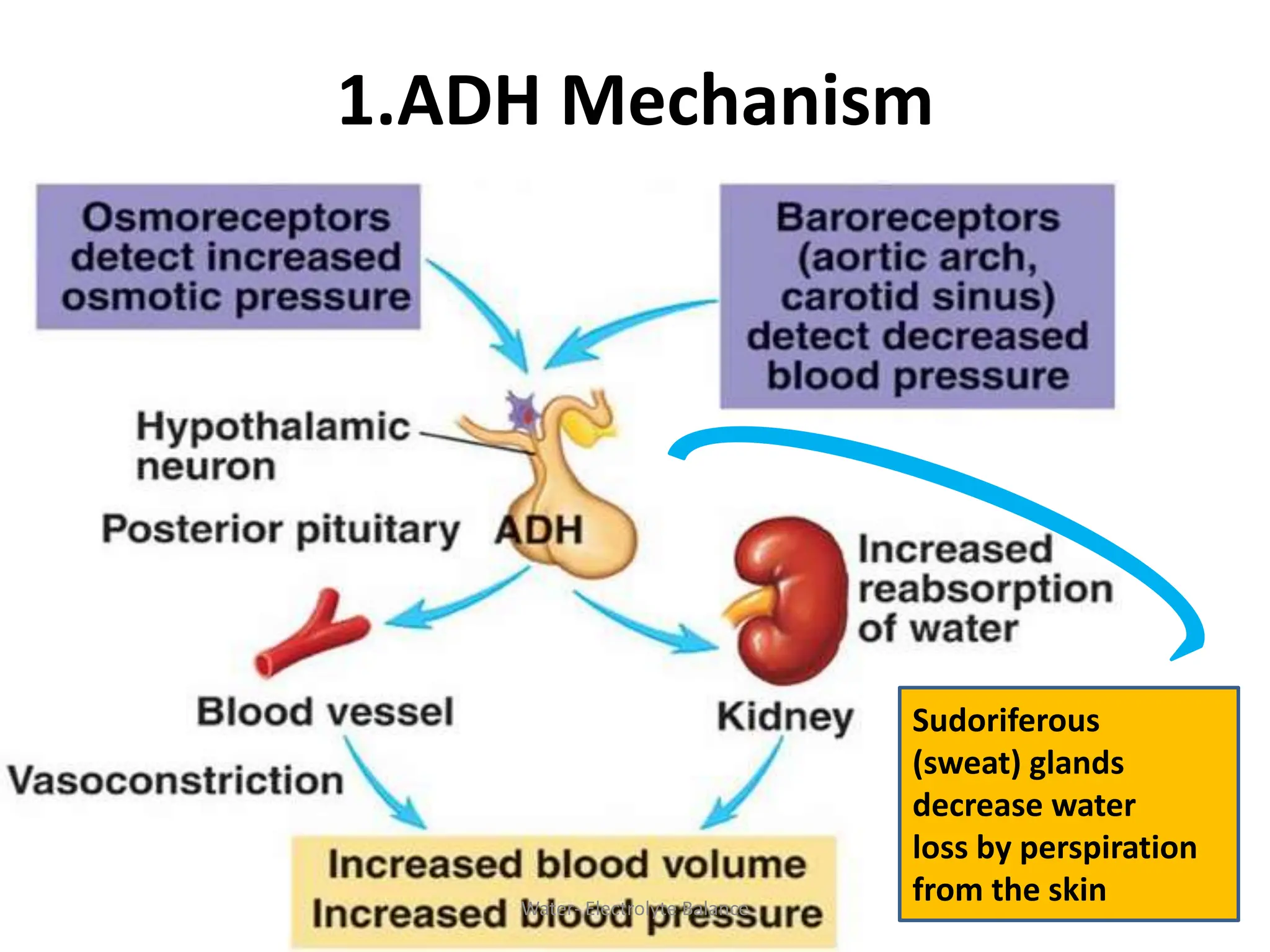 water electrolyte balance , homeostasis ppt | PPTX