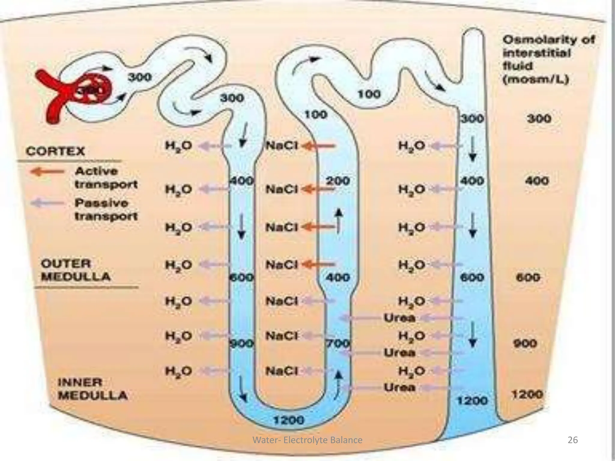 water electrolyte balance , homeostasis ppt | PPTX