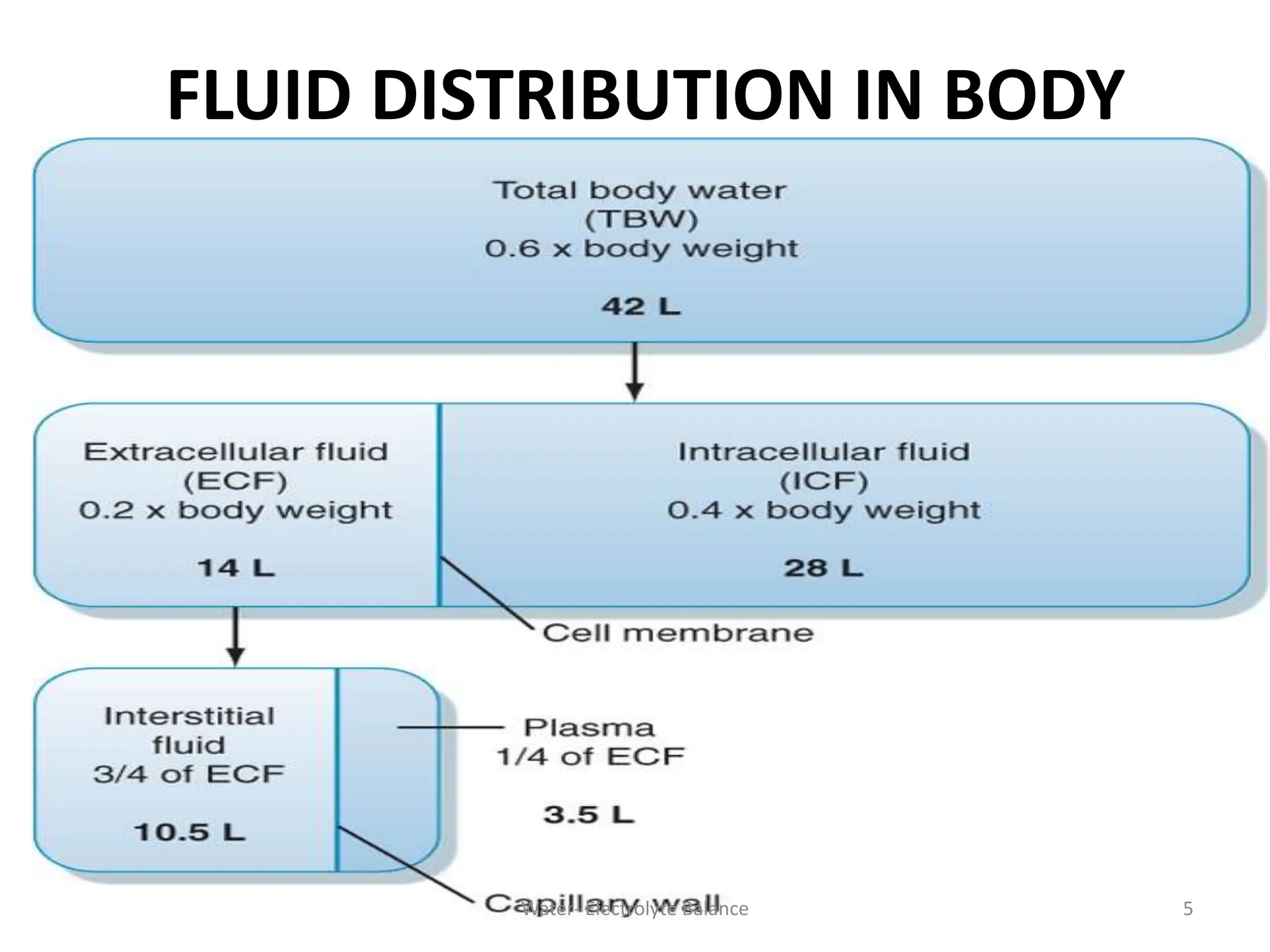 water electrolyte balance , homeostasis ppt | PPTX