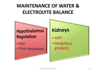 water electrolyte balance , homeostasis ppt | PPTX