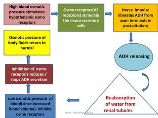 water electrolyte balance , homeostasis ppt | PPTX