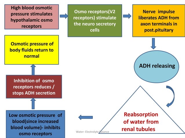 water electrolyte balance , homeostasis ppt | PPTX
