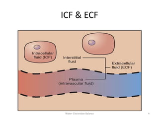water electrolyte balance , homeostasis ppt | PPTX