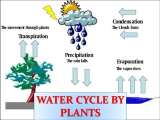 Water factor | PPTX