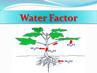 Water factor | PPTX