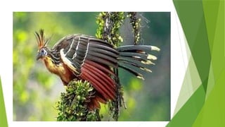 waterfall.pptx based on my country Guyana | PPT