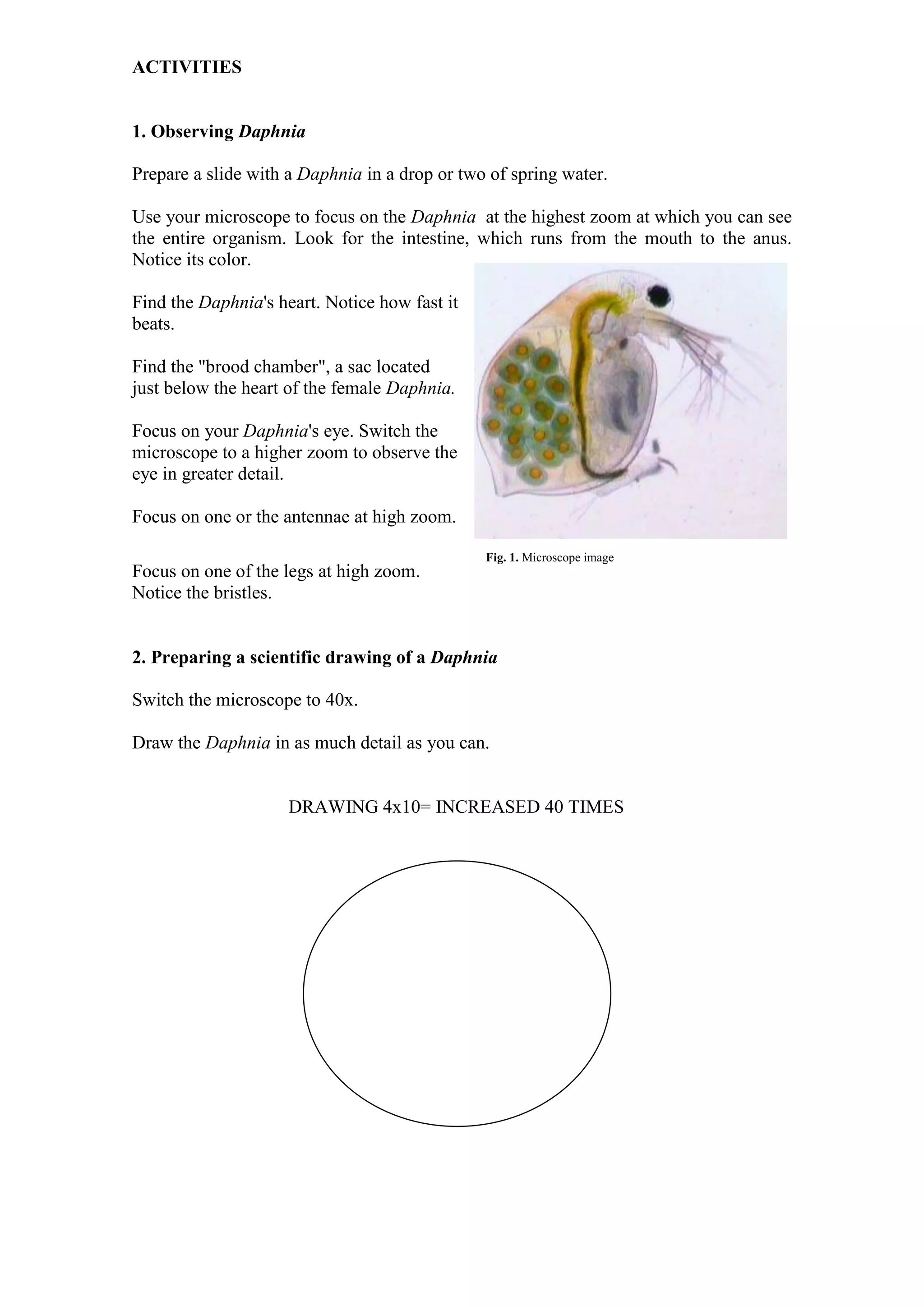 Water flea | PDF