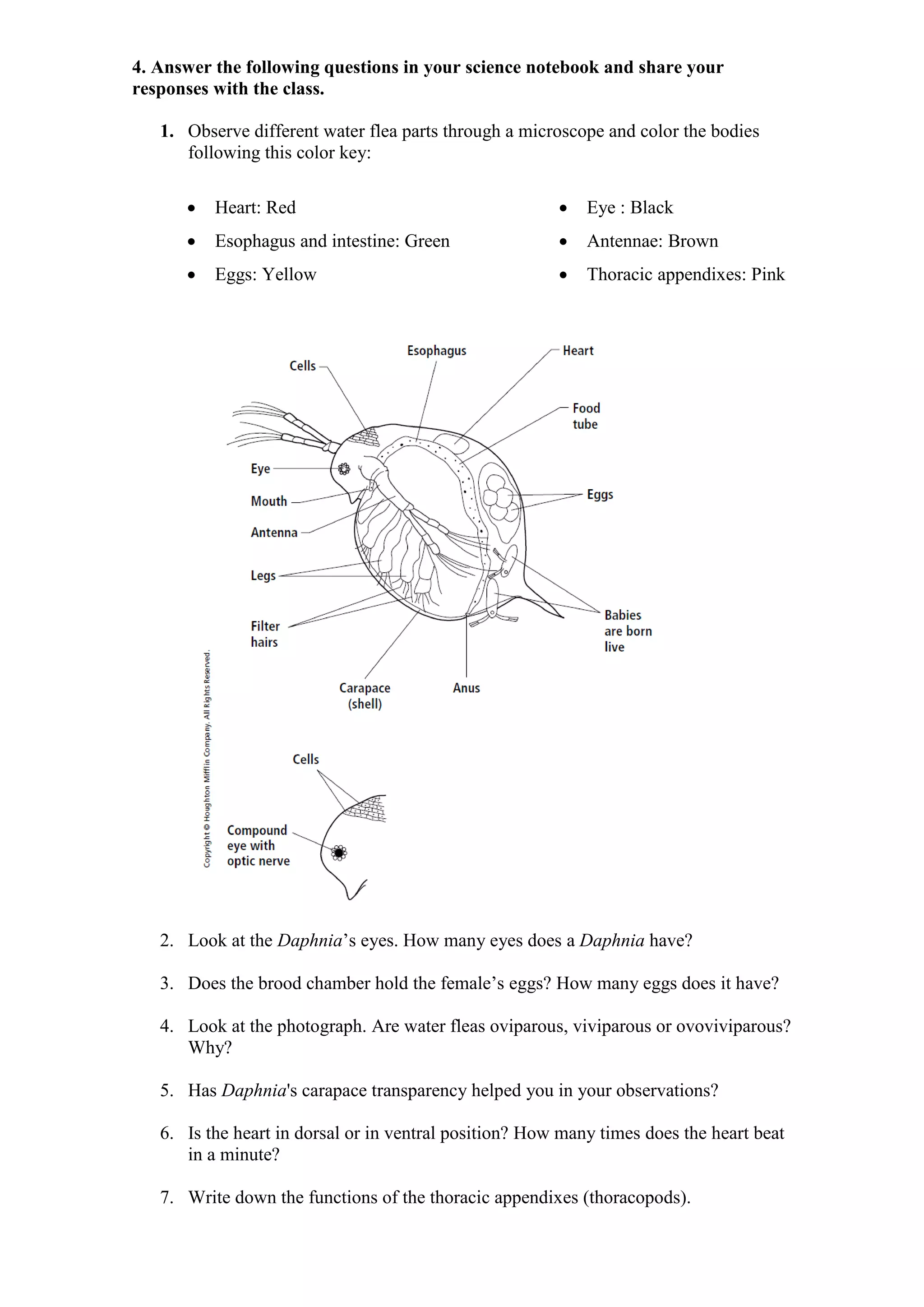 Water flea | PDF
