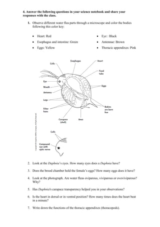 Water flea | PDF