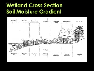 Watergardens Part 1 | PPT