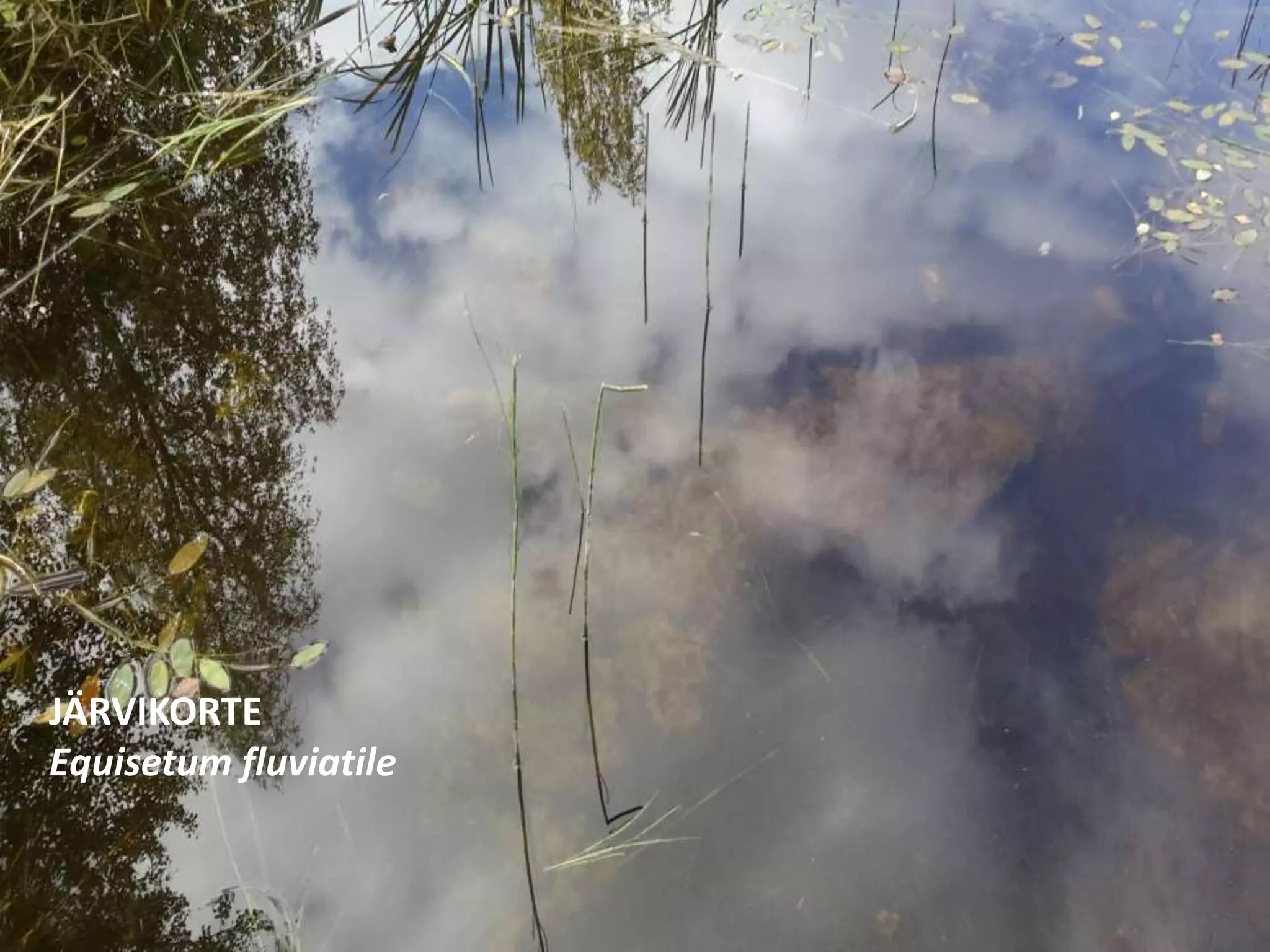 Water habitat - flora and fauna | PPTX
