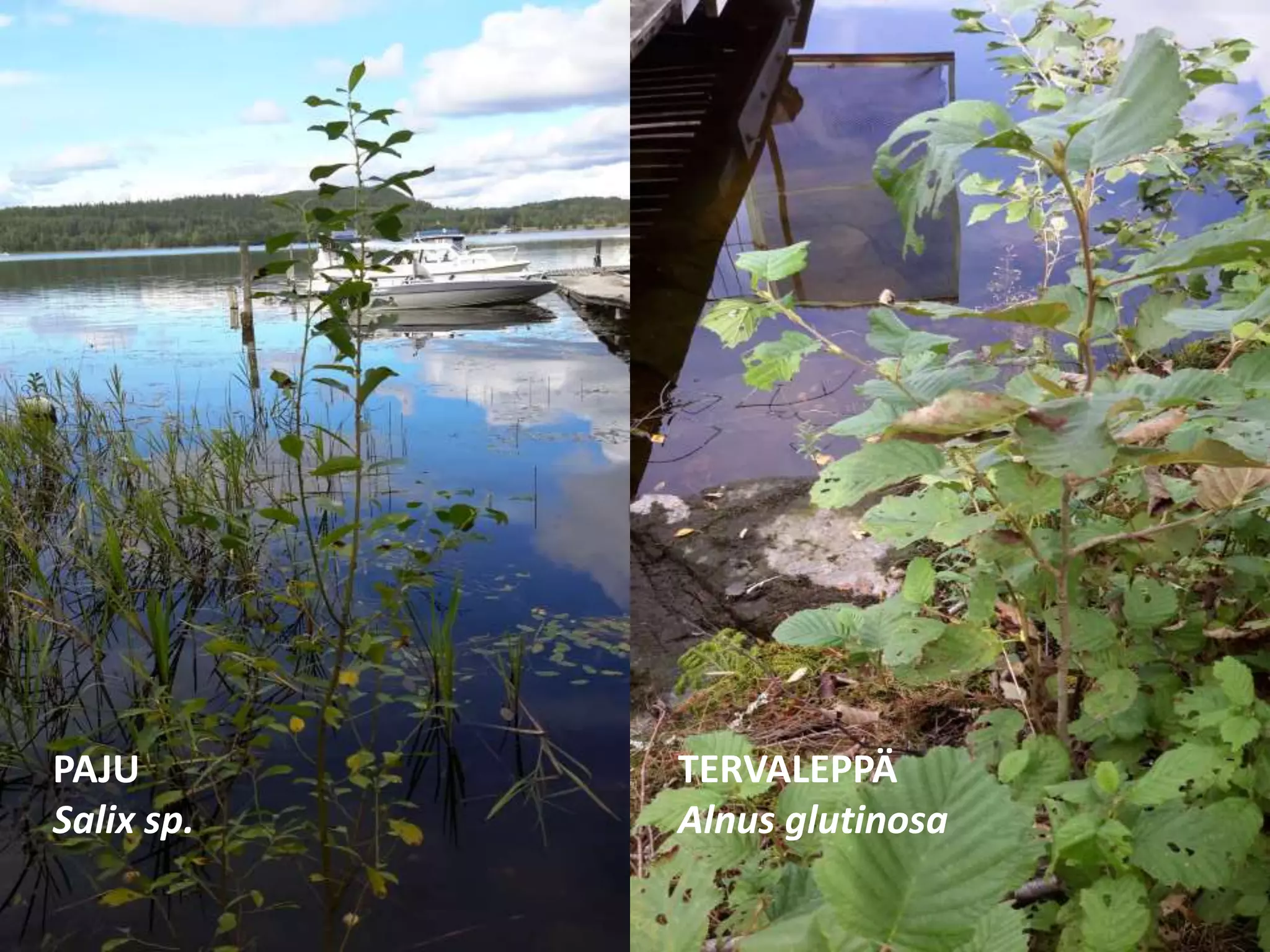 Water habitat - flora and fauna | PPTX