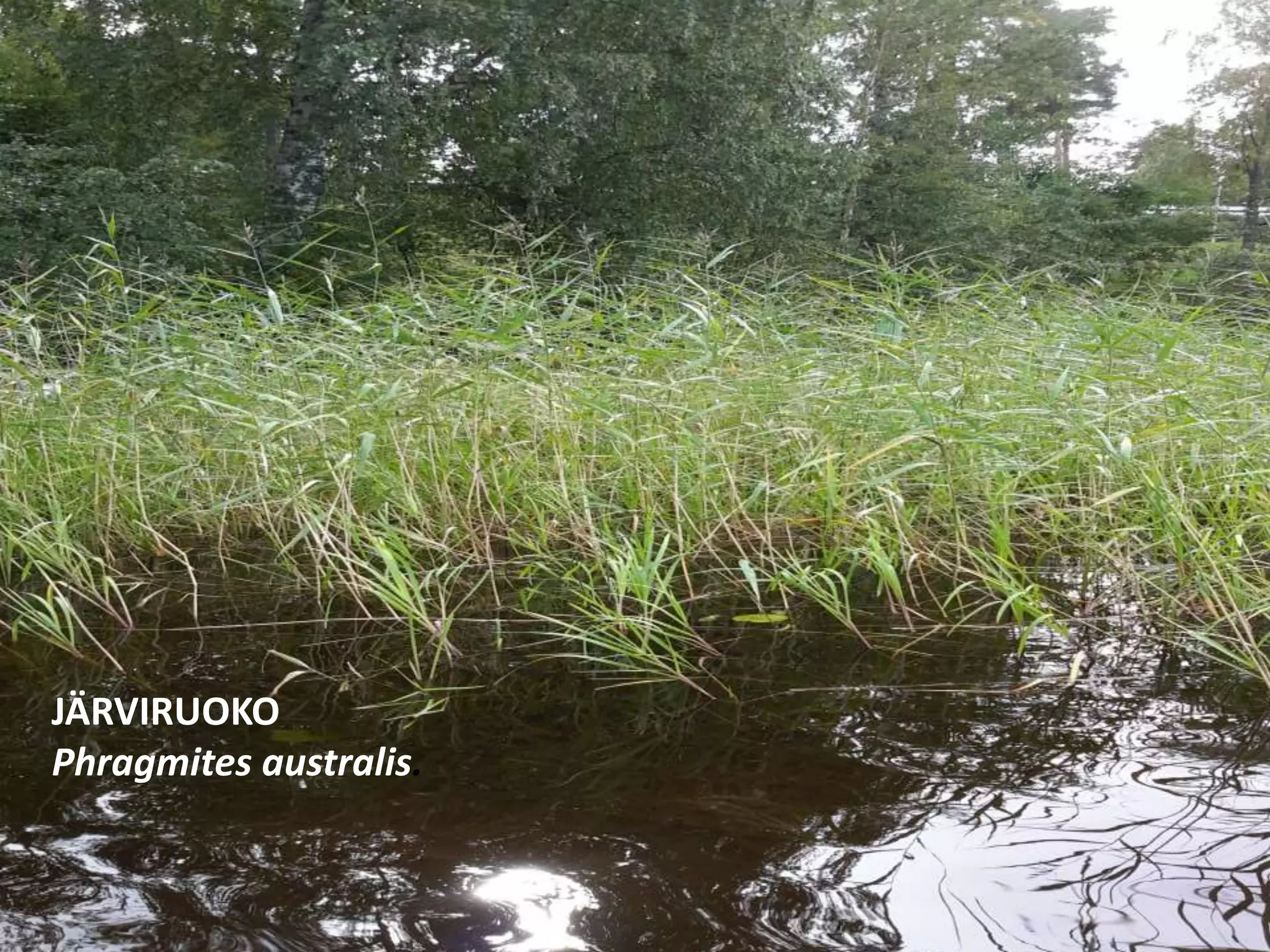 Water habitat - flora and fauna | PPTX